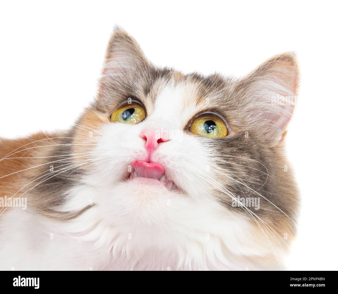 Funny fluffy forest cat bright color isolated on the white background ...