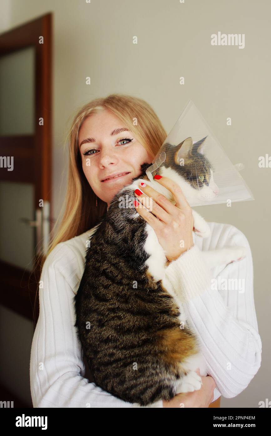 Beautiful gray cat in a veterinary collar with a bandaged paw in the ...