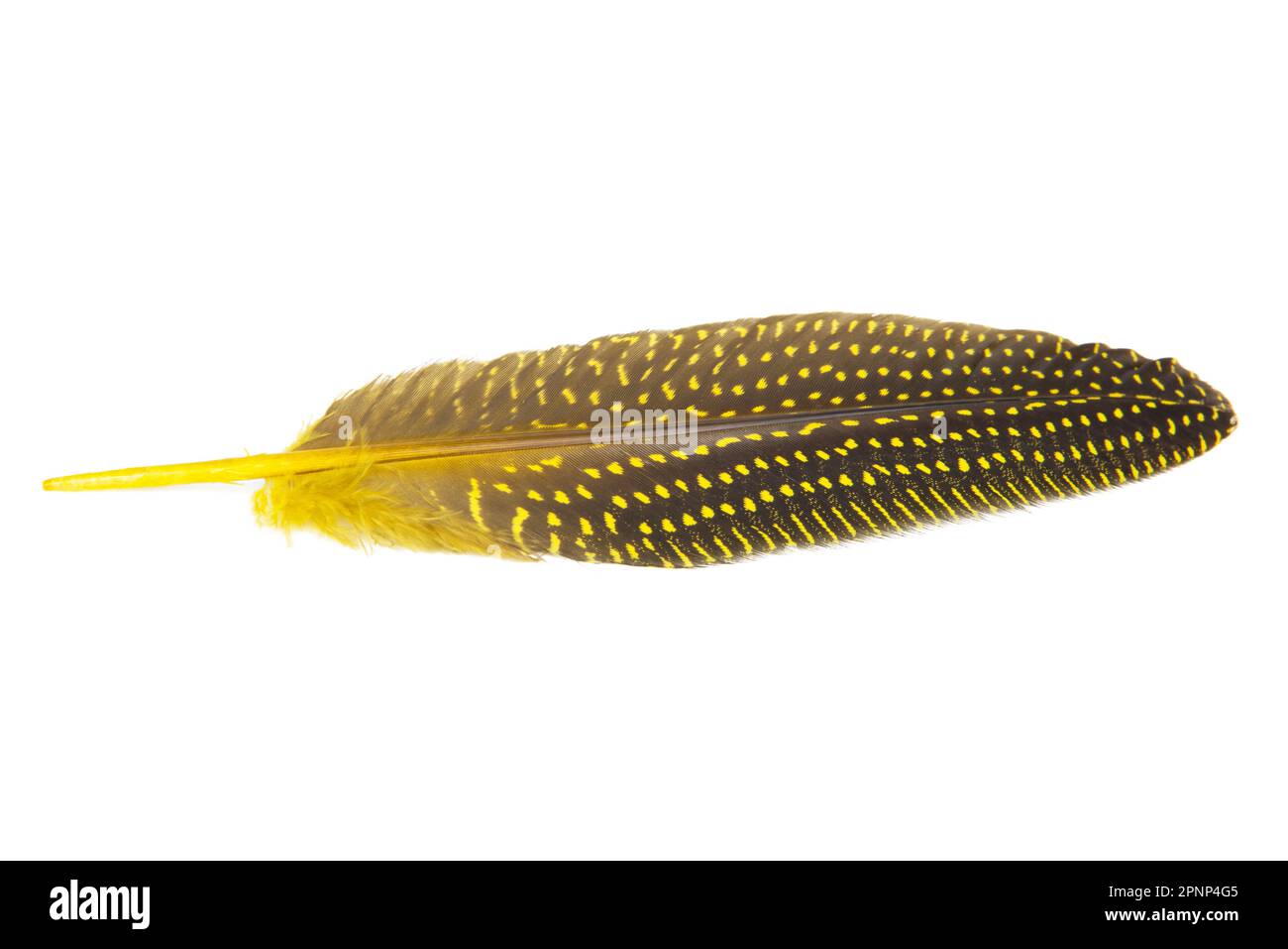 Beautiful yellow parrot feather isolated on white background Stock ...
