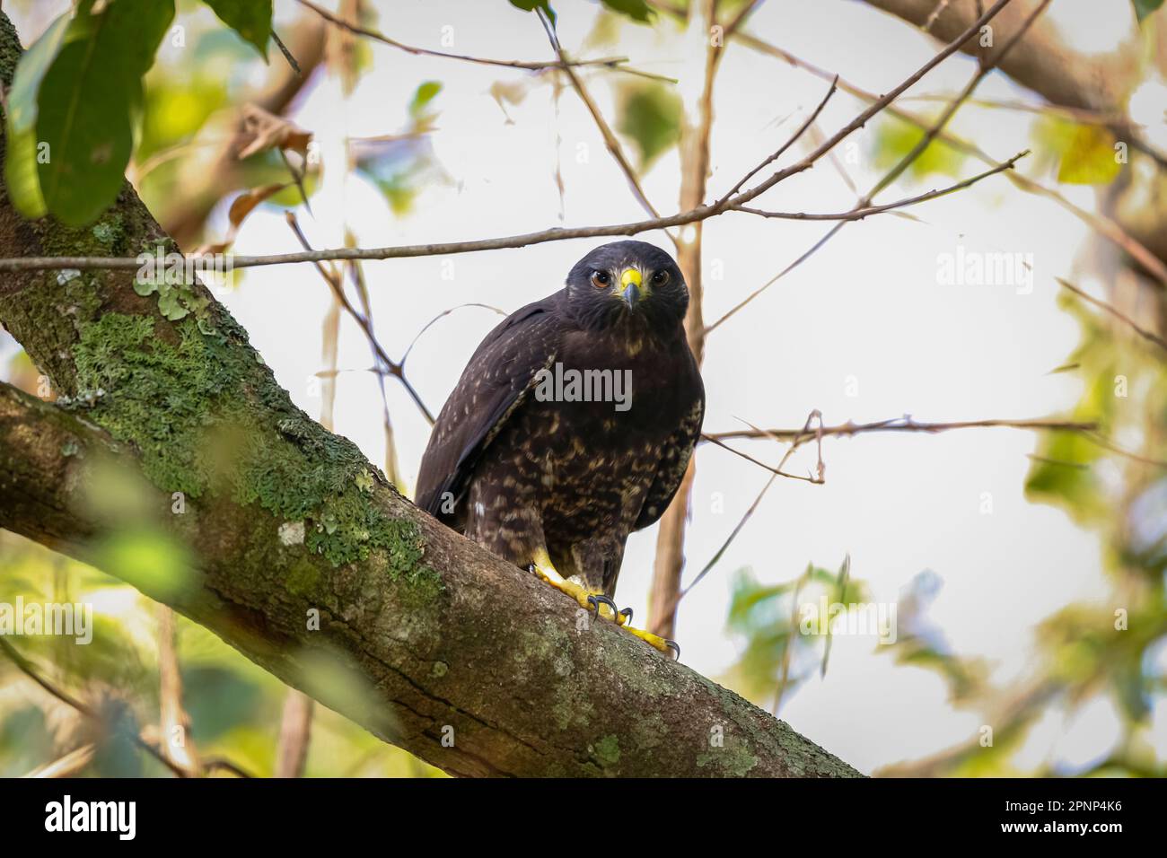 Young Great black Hawk perching on a tree branch, facing to camera ...