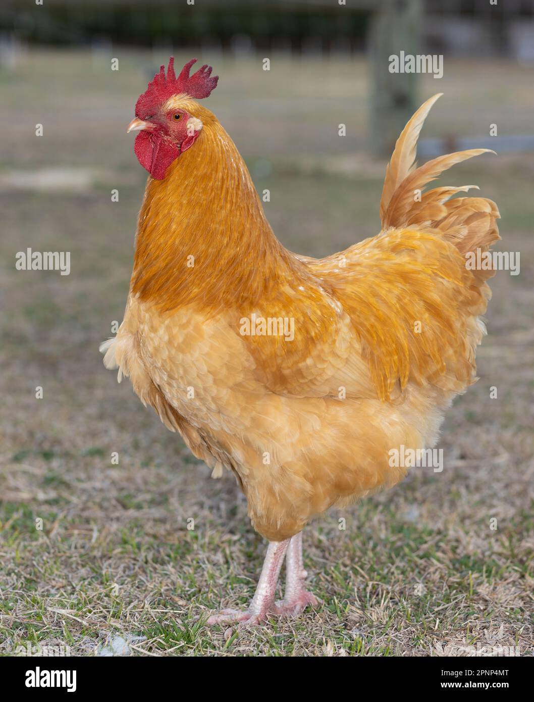 Golden Buff Chickens