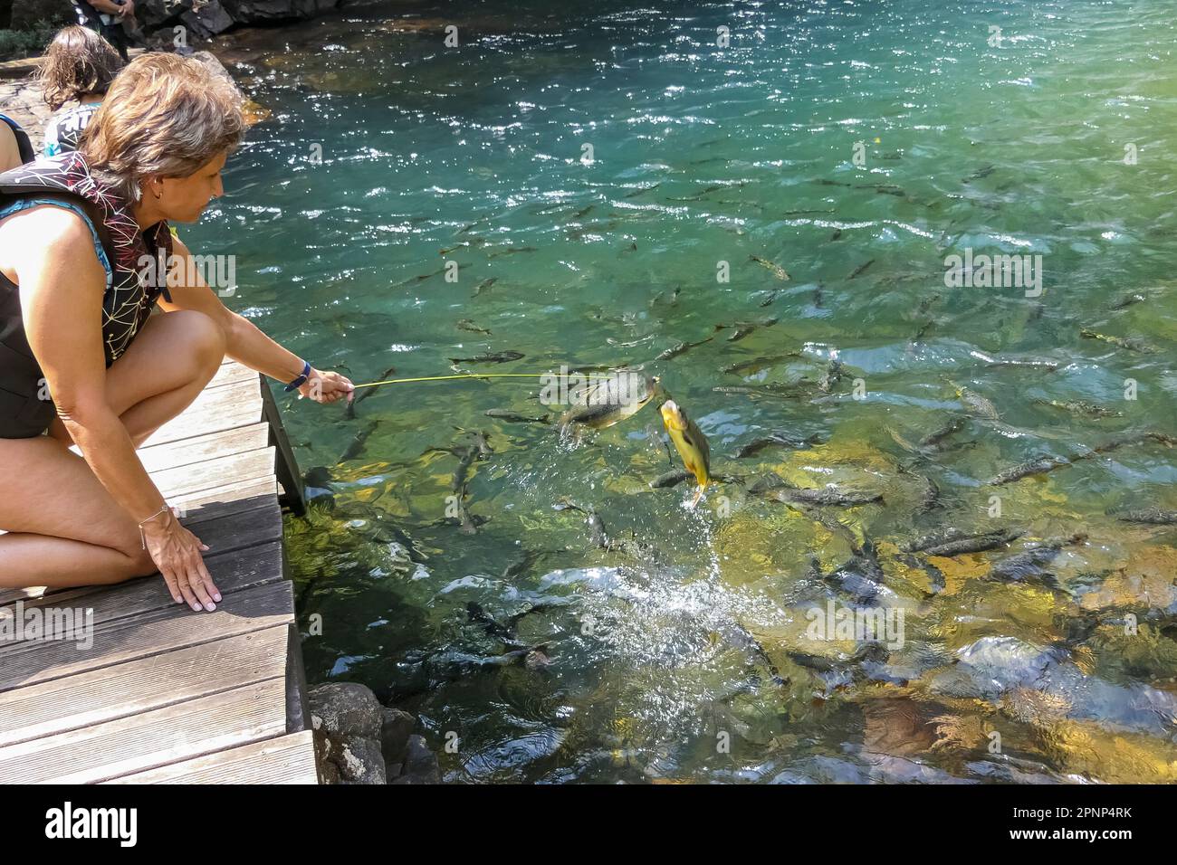 Woman feeding tropical fishes in a crystal clear waterfall pool in the ...
