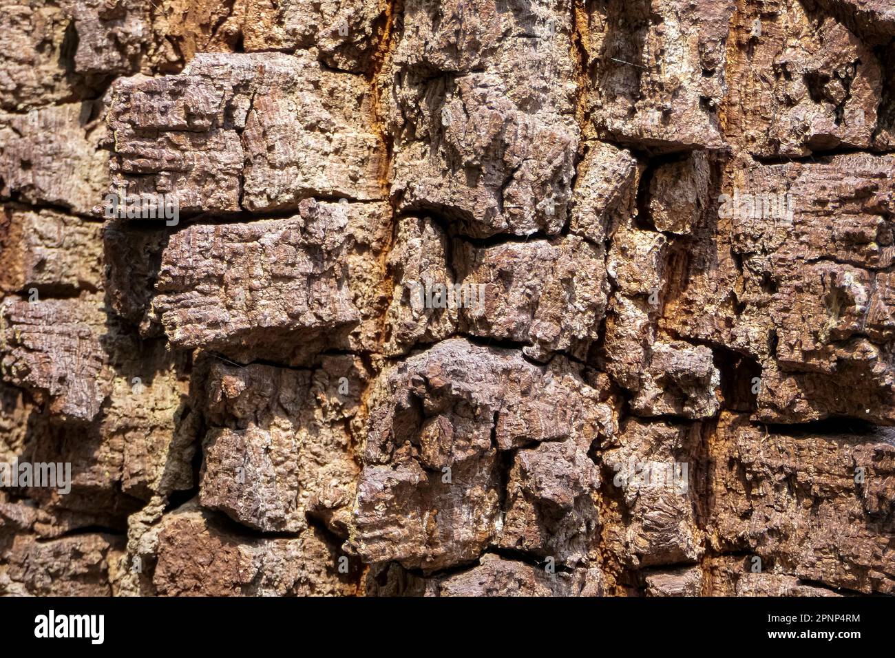 Close-up of a gnarled bark of a cerrado tree, Chapada dos Guimarães ...