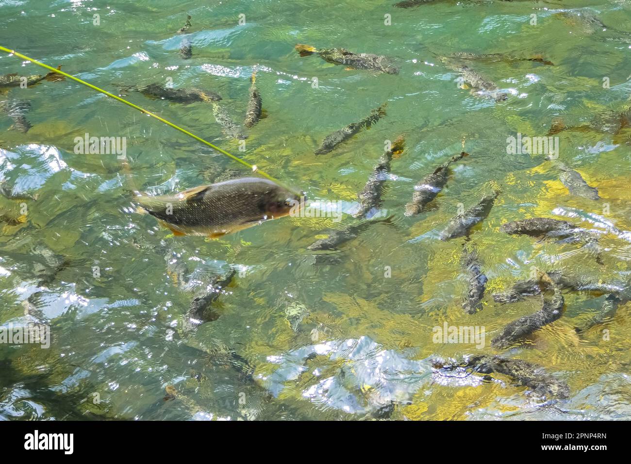 Tropical fishes swimming on the surface of a crystal clear pool in the ...