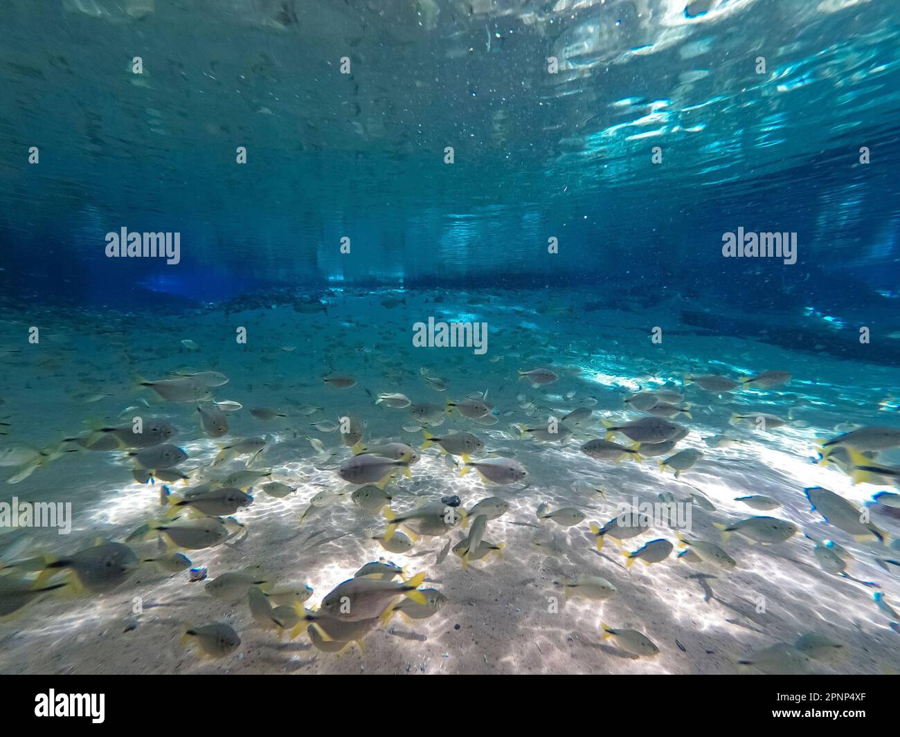 View underwater in a crystal clear rainforest spring with tropical ...