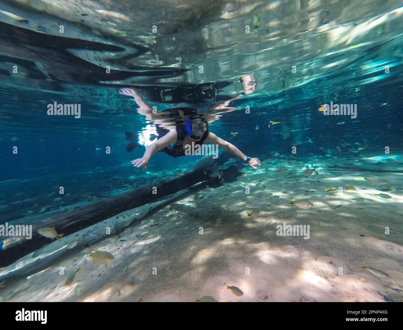 Woman snorkeling in crystal clear water of rainforest spring, watching ...