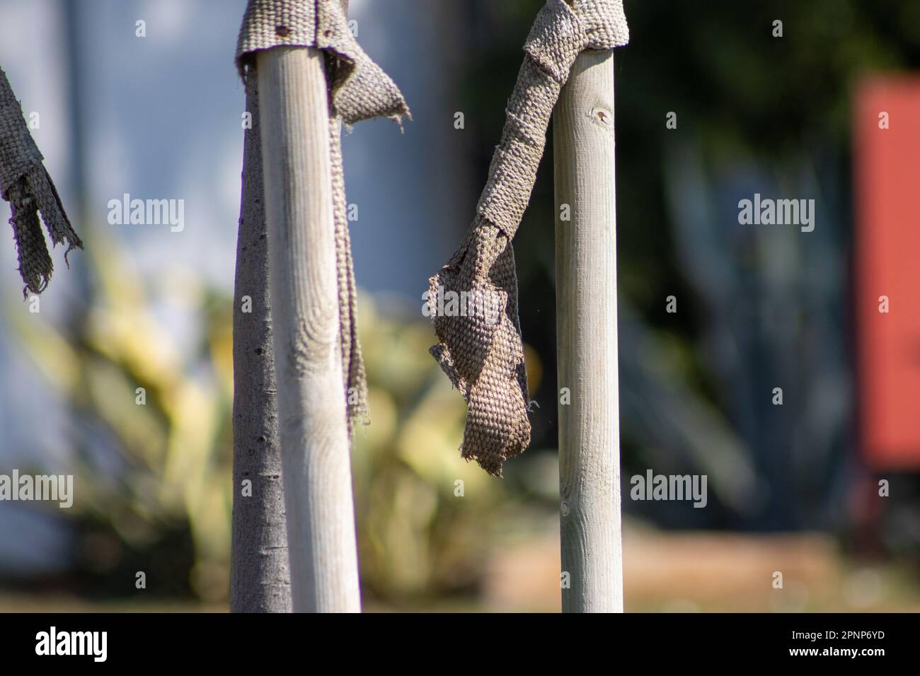 traditional sticks and ties for staking a tree in Croatia Stock Photo ...