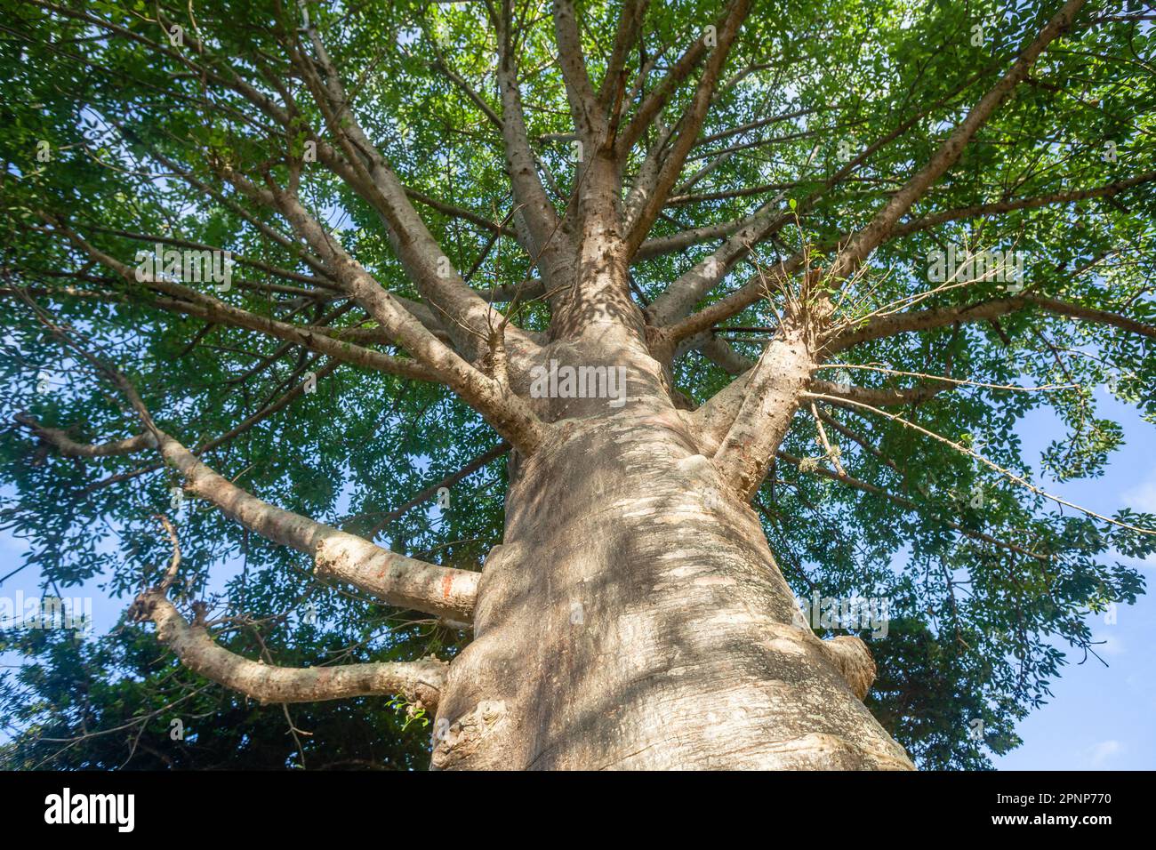 Wilderness Wildlife Bush Safari thick large baobab tree closeup ...
