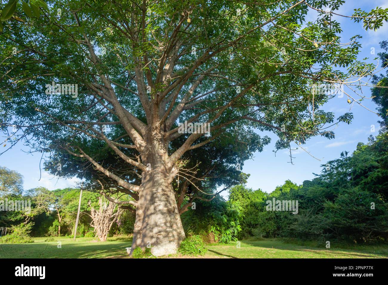 Wilderness Wildlife Bush Safari thick large baobab tree closeup ...