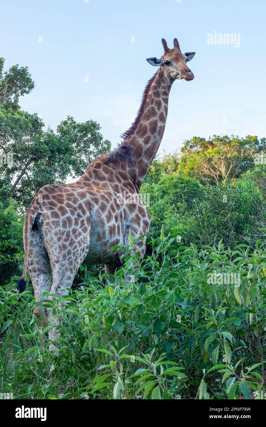 Wildlife giraffe male close-up in safari animal park reserve surround ...
