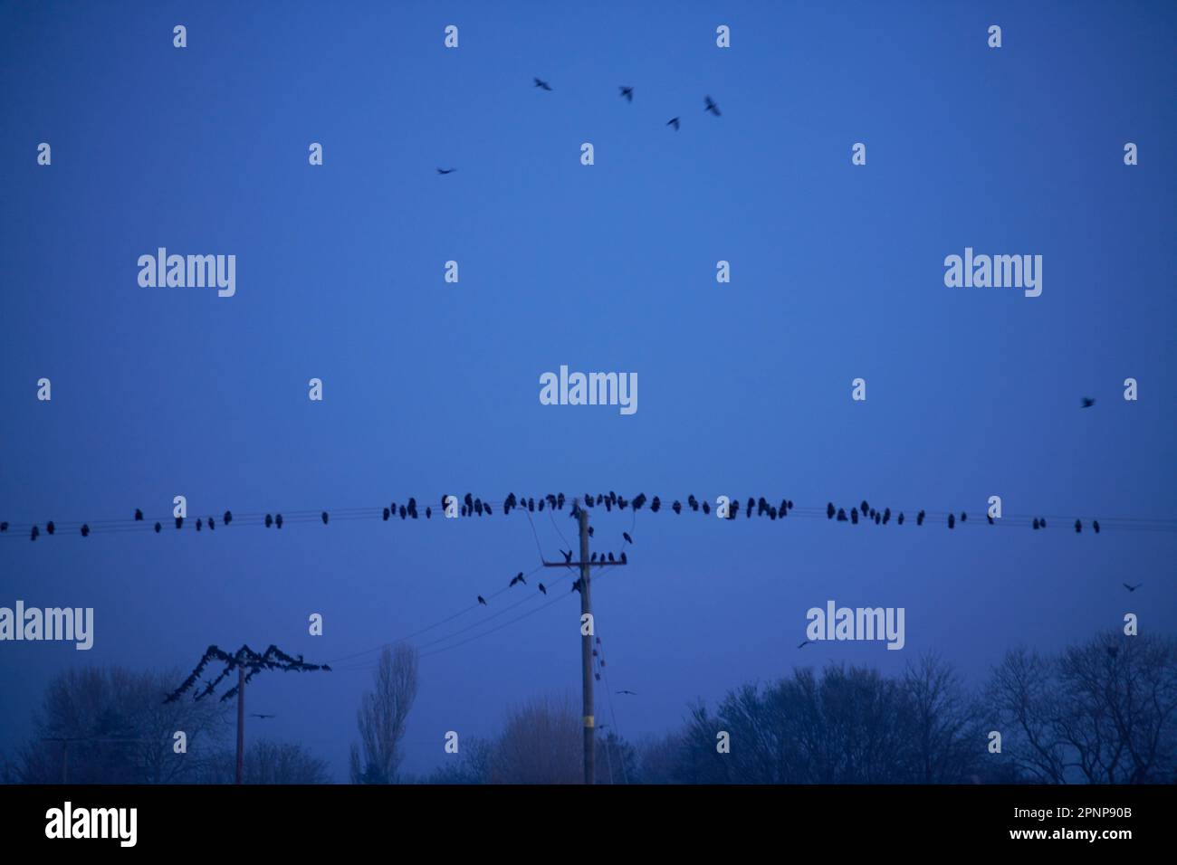 Dream of birds hi-res stock photography and images - Alamy