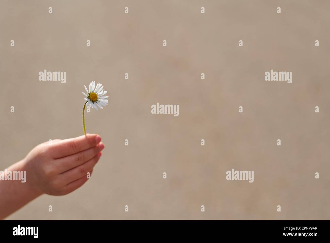 A hand holding daisy Stock Photo - Alamy