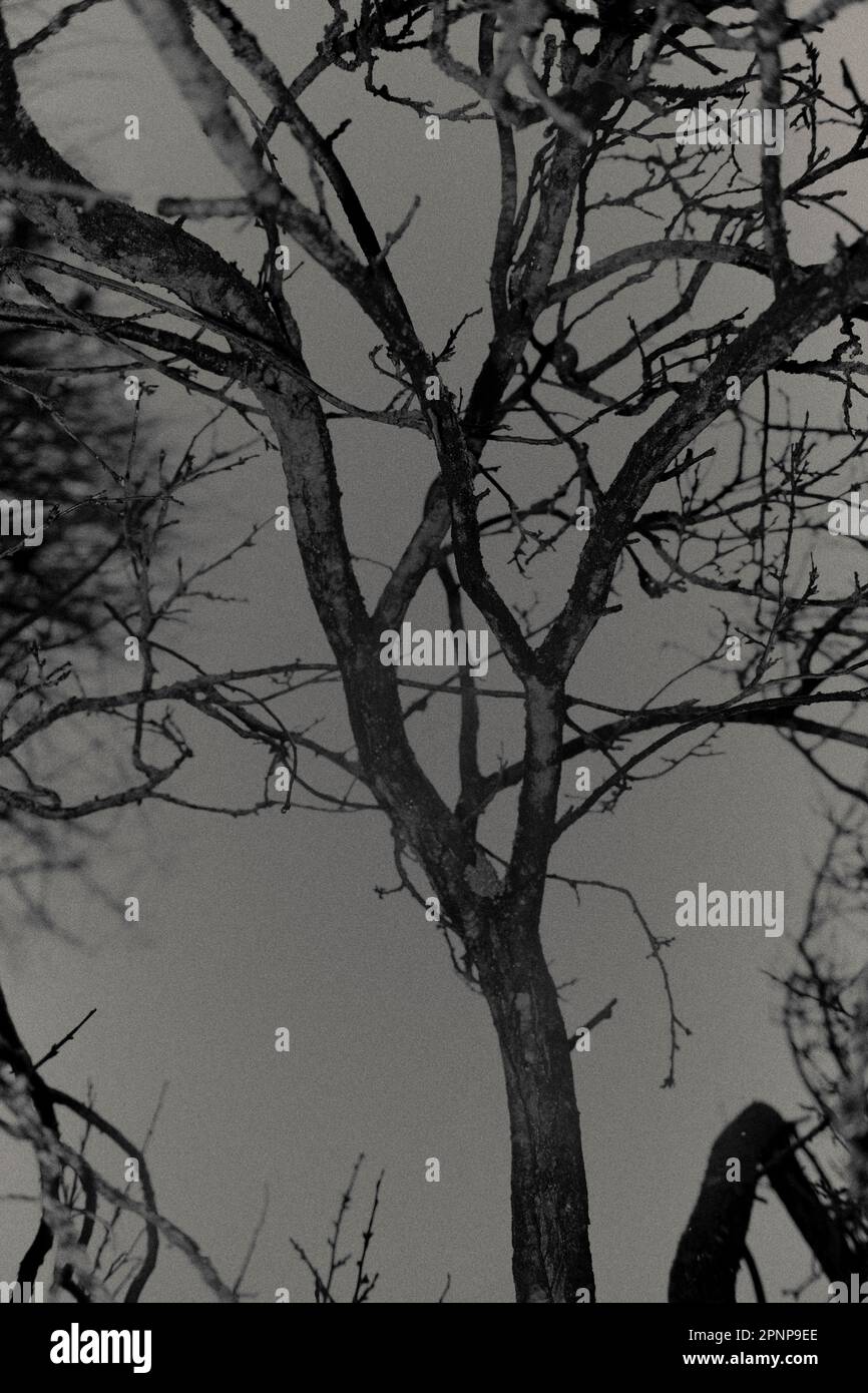 Black tree art hi-res stock photography and images - Alamy