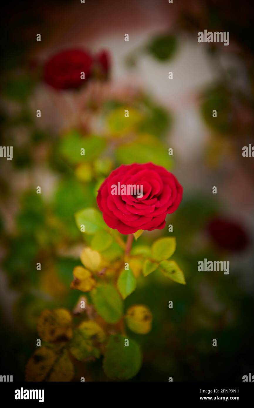 With red rose hi-res stock photography and images - Alamy