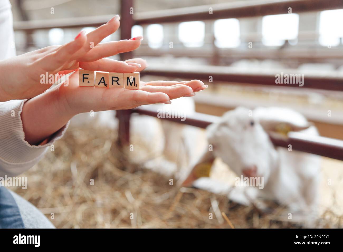 Farm word in woman's hand in Goats Farm. Farm livestock farming for the ...