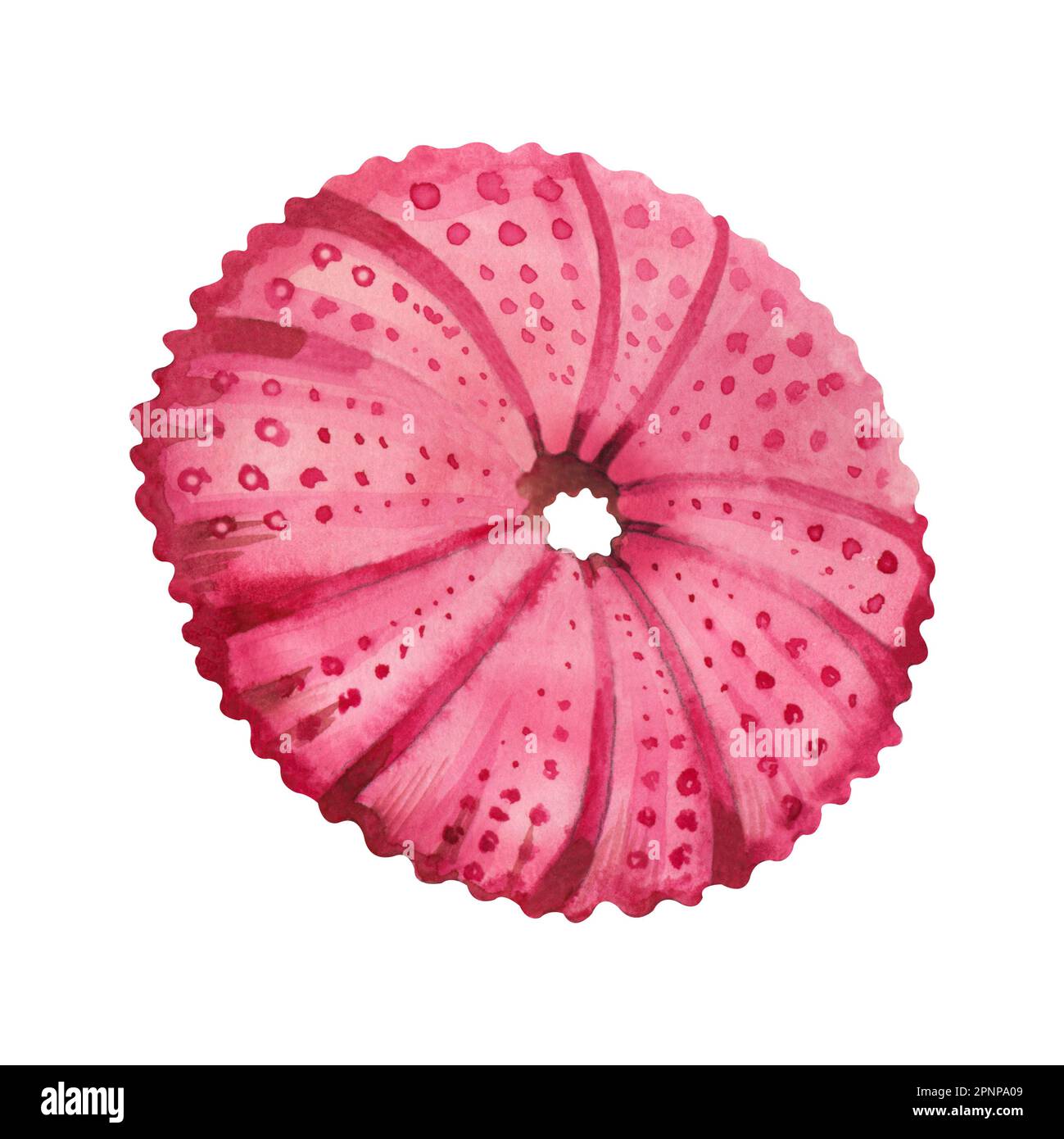 Watercolor illustration. Sea urchin in bright pink color hand drawn in ...
