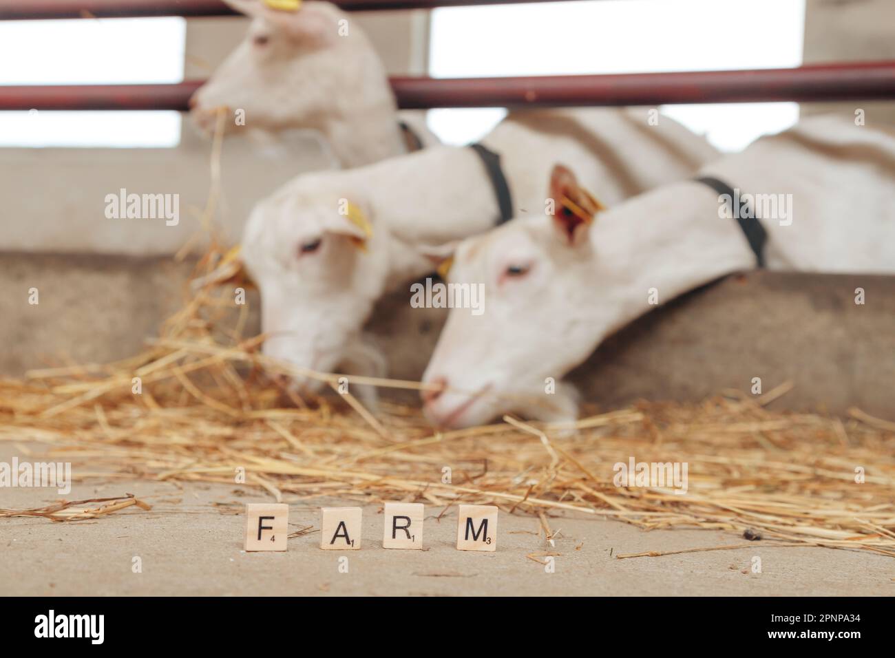 Farm word on floor in barn with Goats eating hay or grass in background ...
