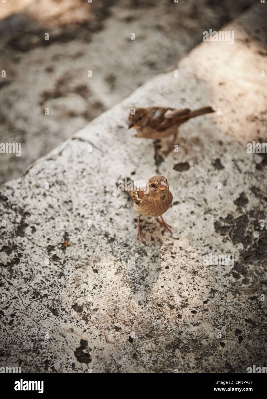 Birds in rome hi-res stock photography and images - Alamy