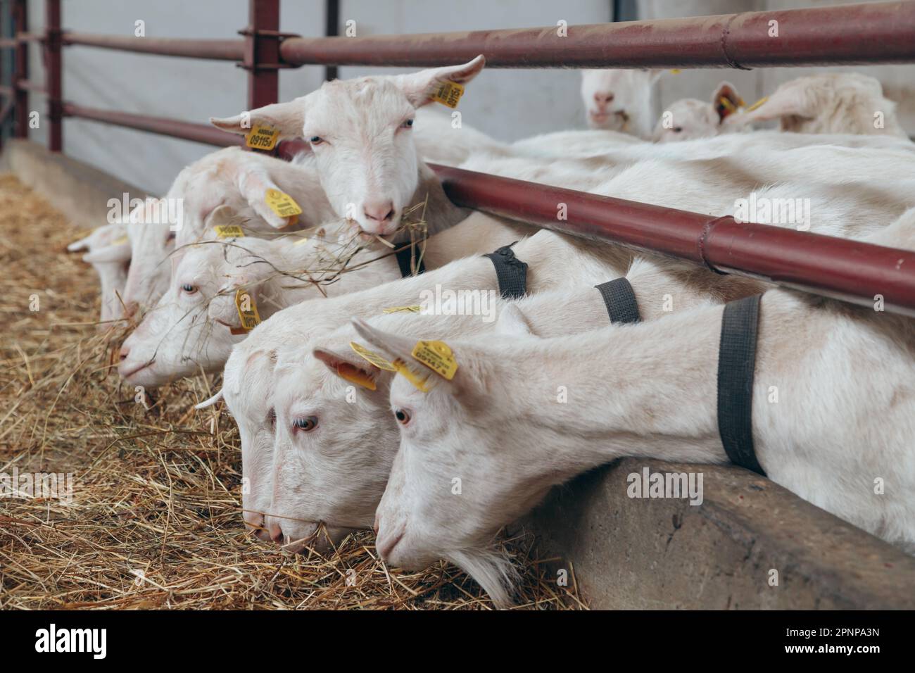 Goats eat hay or grass on the farm. Farm livestock farming for the ...