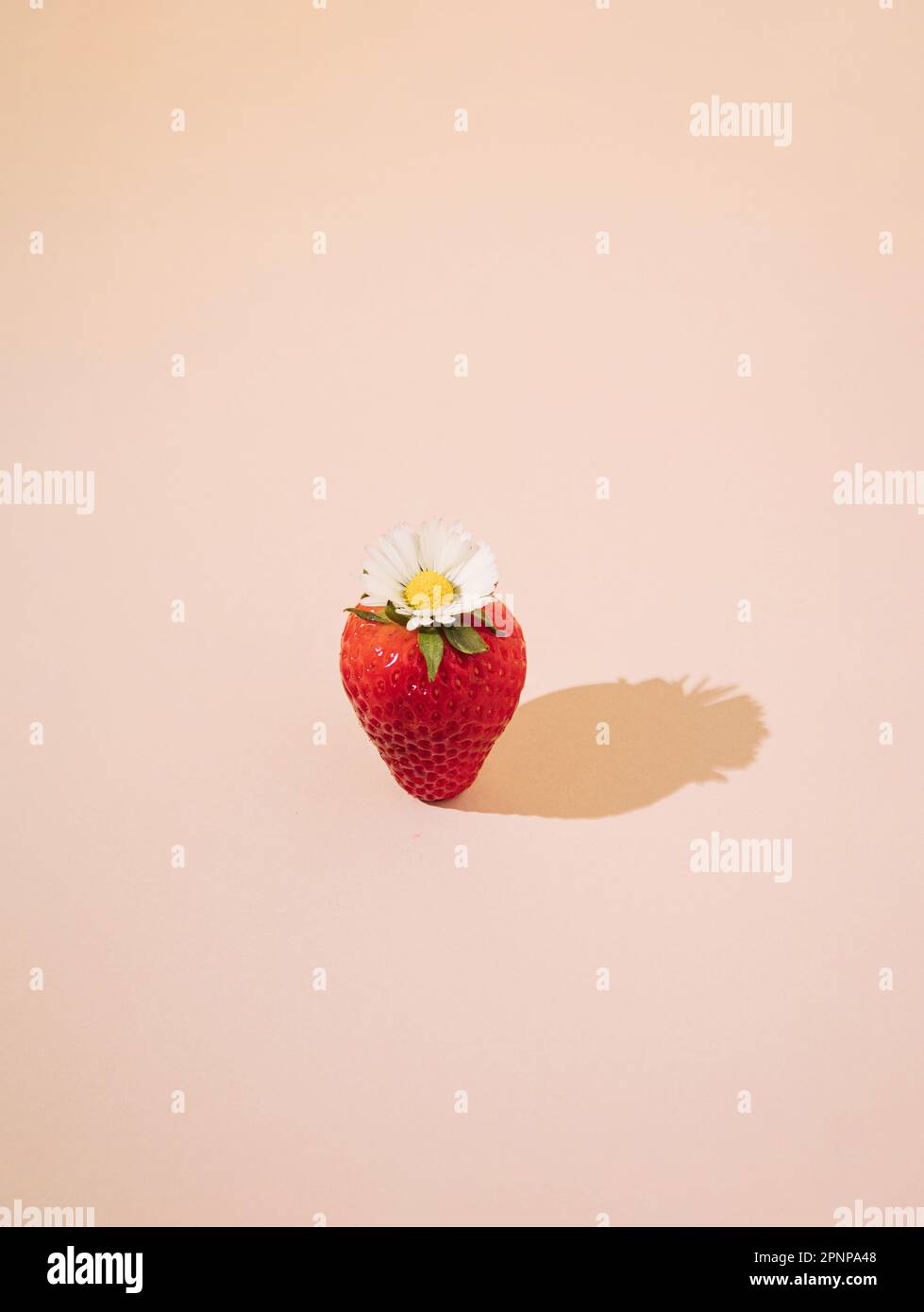 Fresh strawberry with daisy flower on top. Minimal concept Stock Photo ...