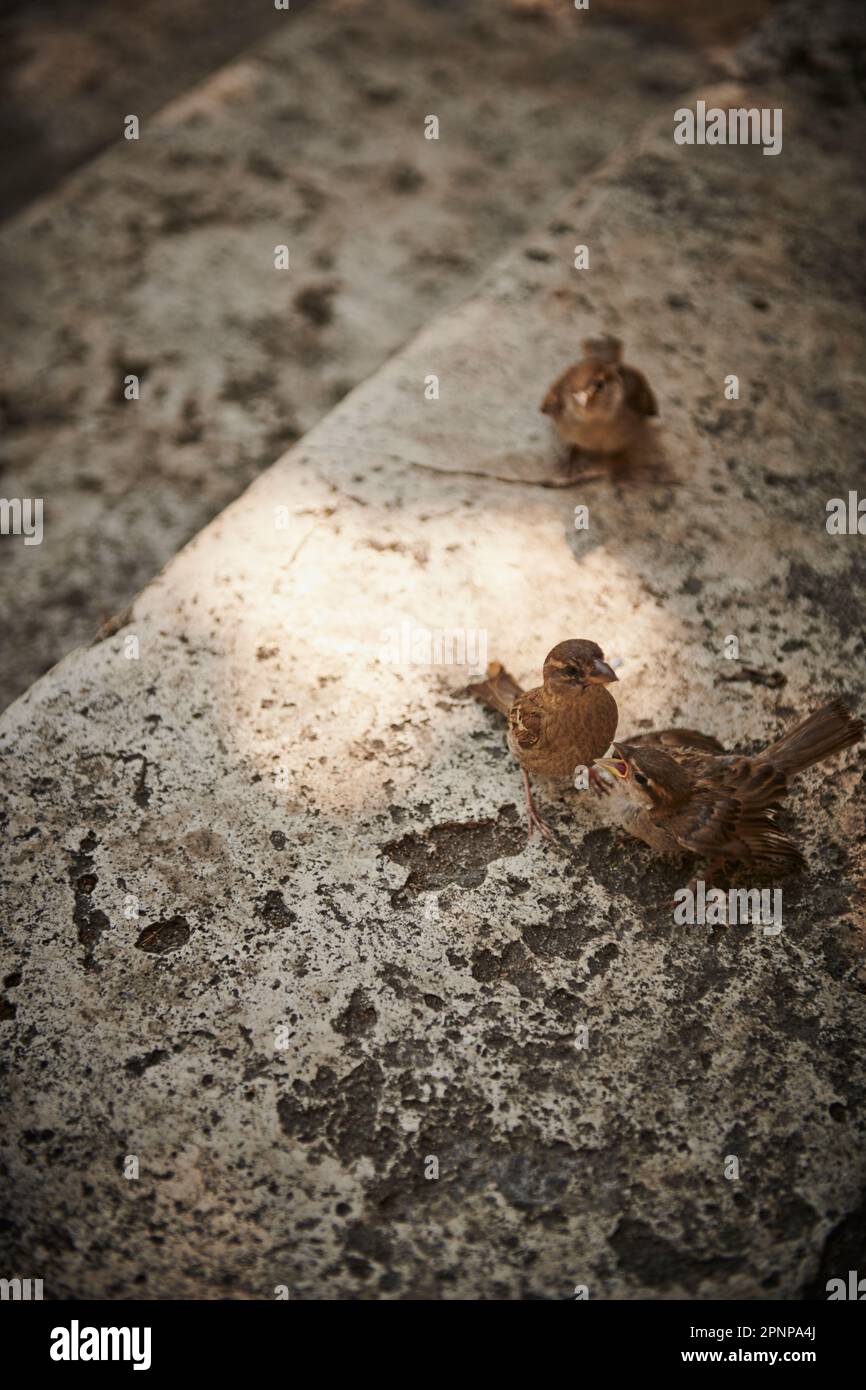 Birds in rome hi-res stock photography and images - Alamy
