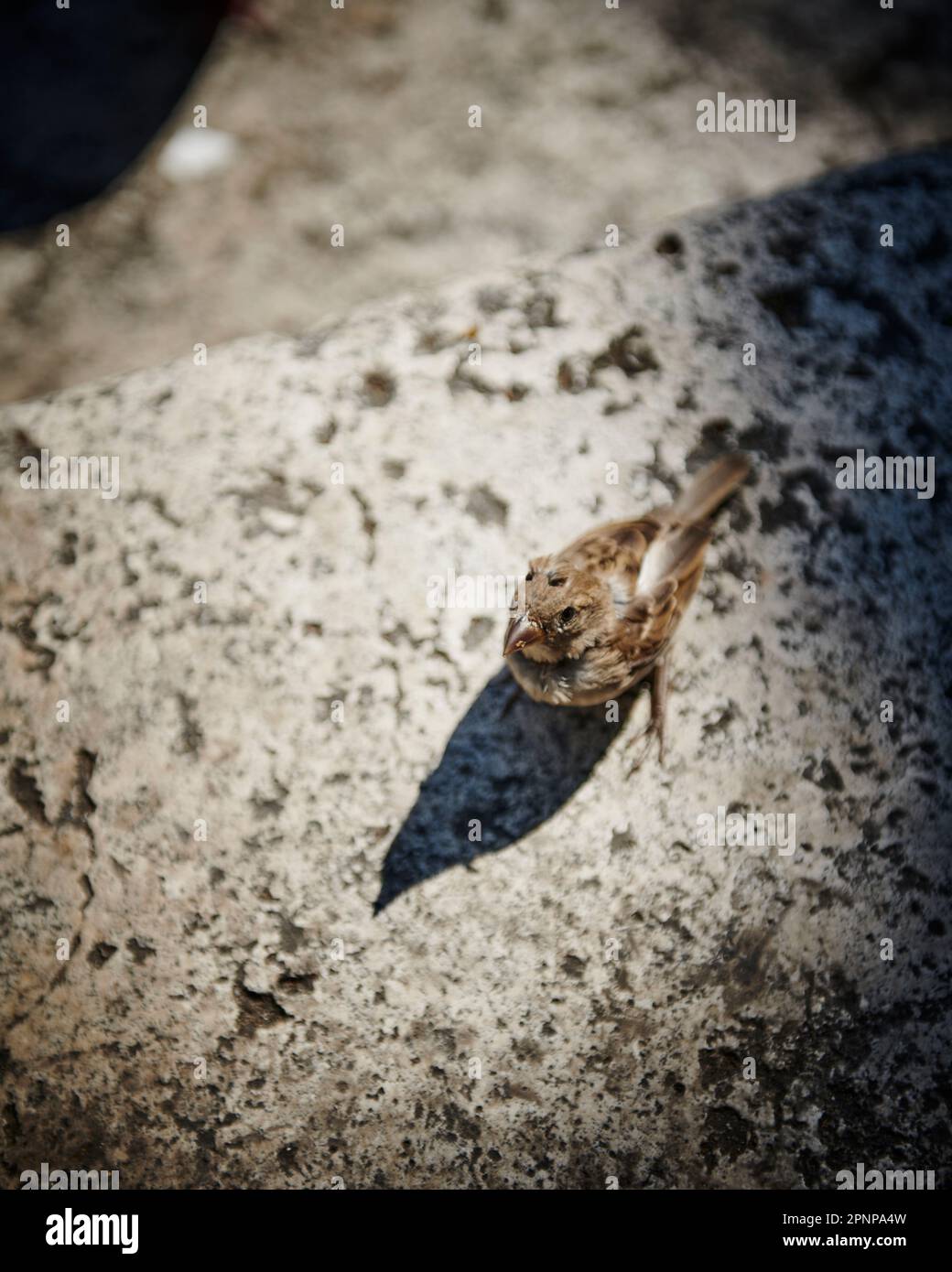 Birds in rome hi-res stock photography and images - Alamy