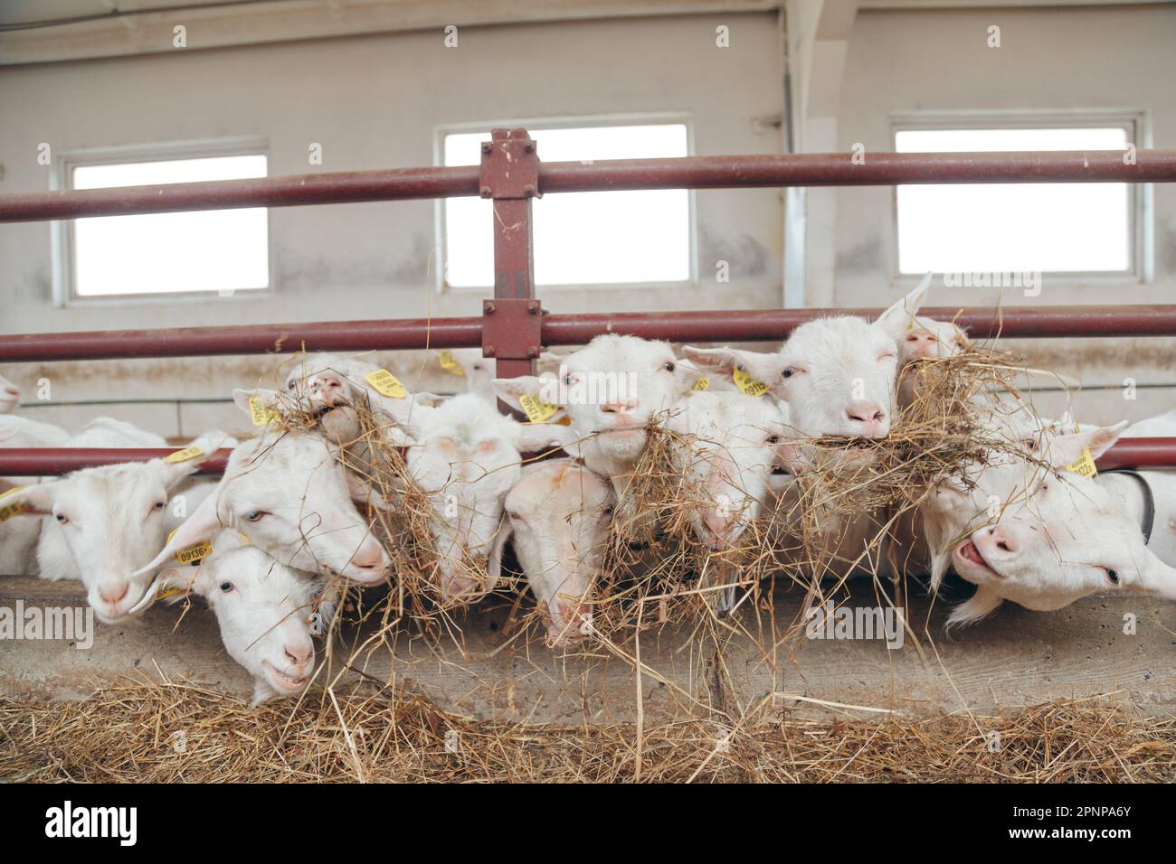 Goats eat hay or grass on the farm. Farm livestock farming for the ...