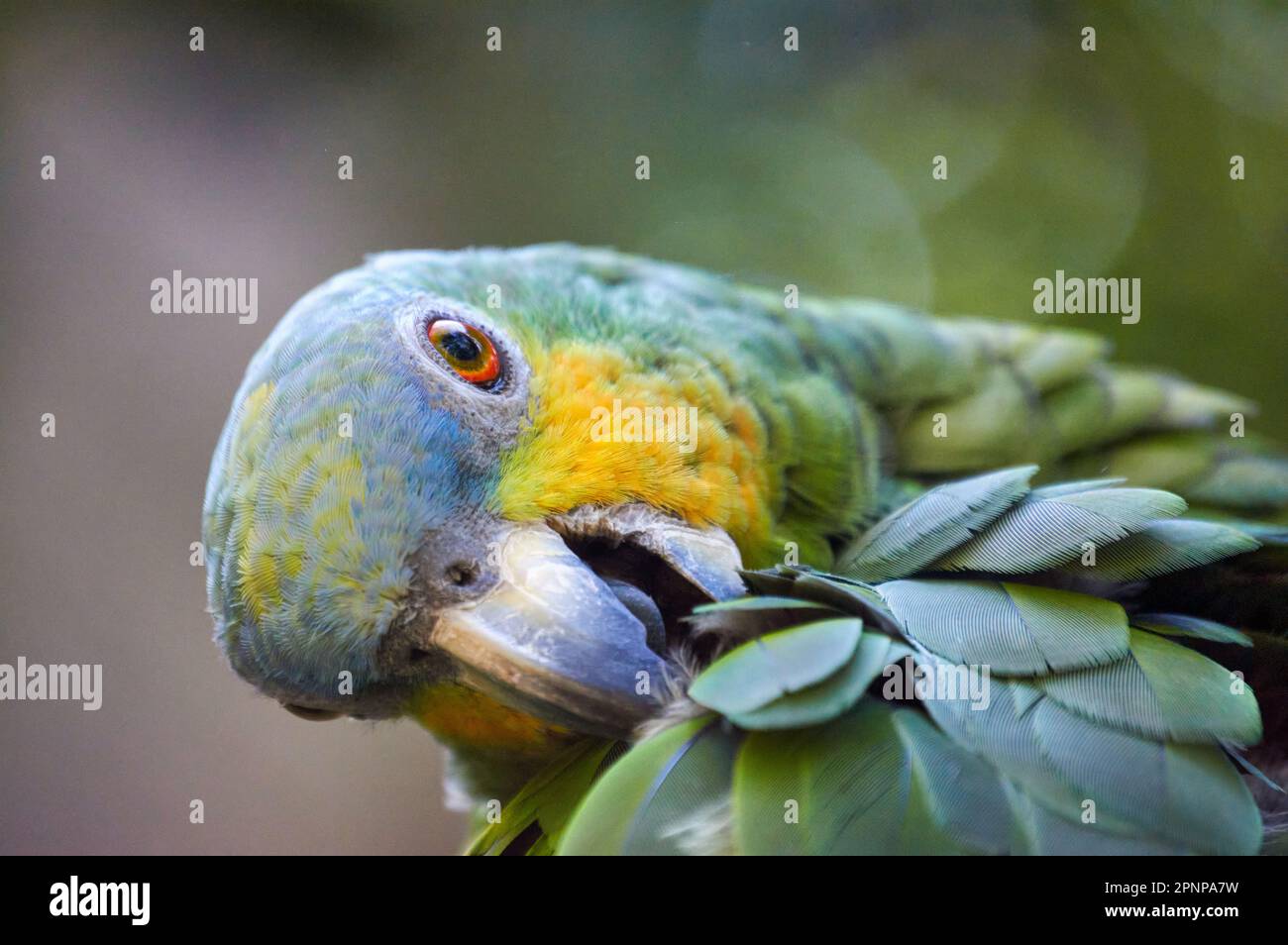 Red crested parrot hi-res stock photography and images - Alamy