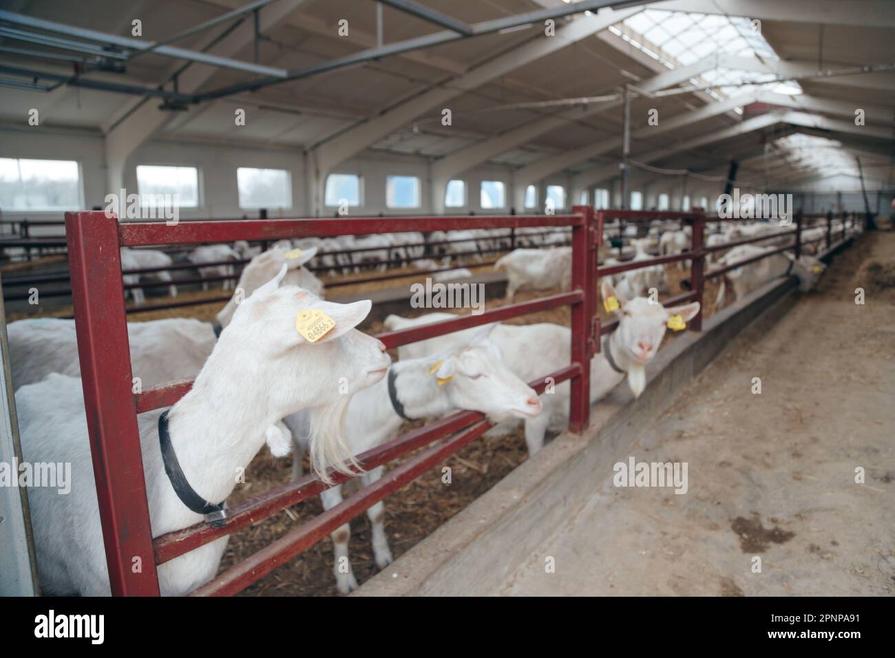 Goats eat hay or grass on the farm. Farm livestock farming for the ...