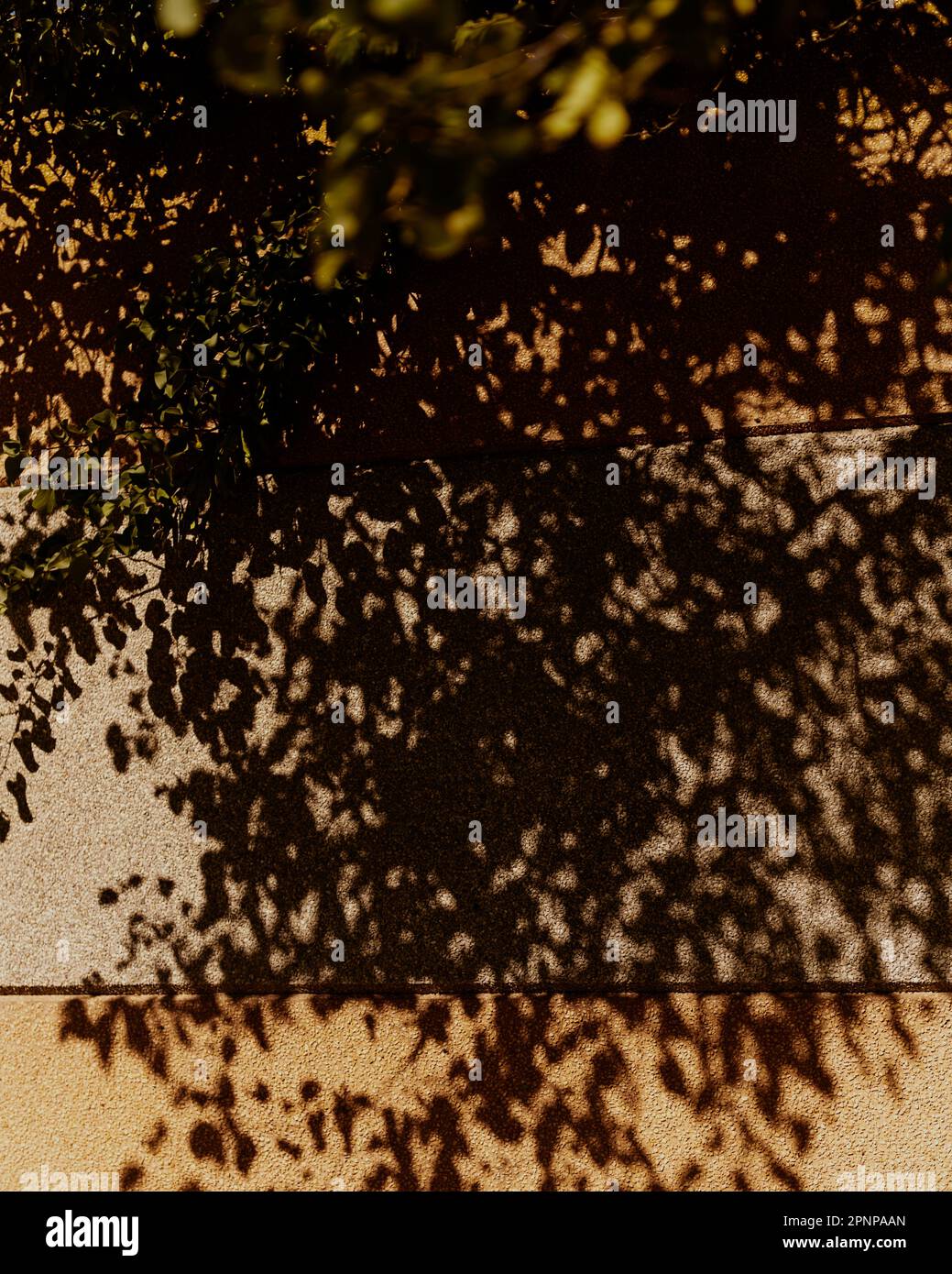 Shadow of tree Stock Photo - Alamy