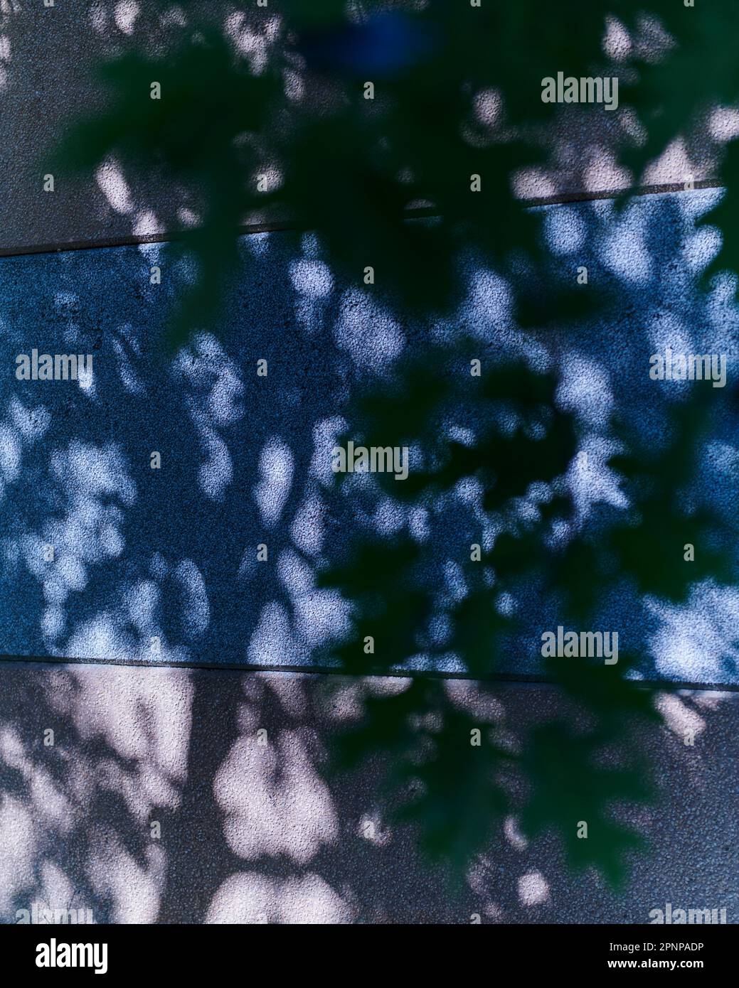 Shadow of tree Stock Photo - Alamy