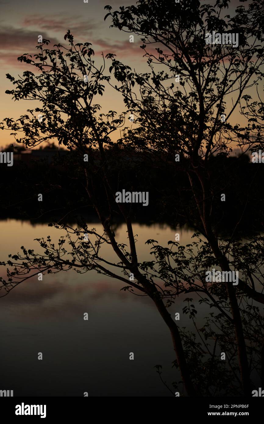 Lake behind tree at twilight Stock Photo - Alamy
