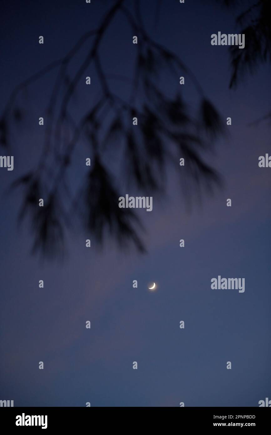 Moonlight tree hi-res stock photography and images - Alamy