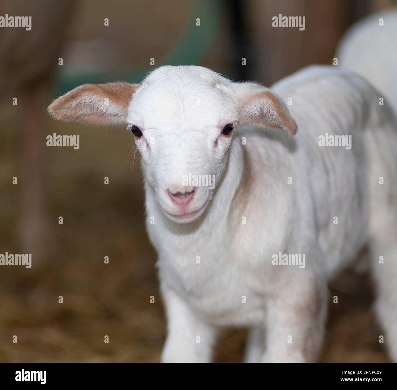 Up close look at a Katahdin sheep lamb that is only a day old Stock ...