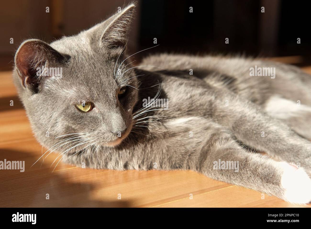 Little Gray Cat Playing its Tail and Washing Muzzle, Paws on the Floor ...