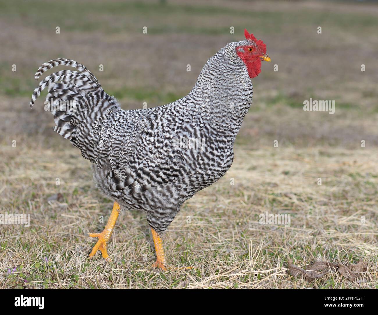 Proud black and white Dominique chicken rooster walking across a grassy ...