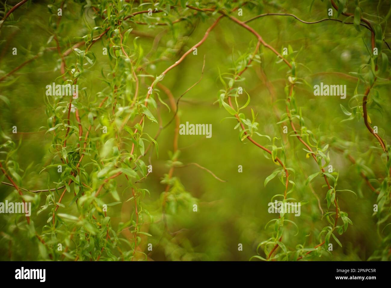 Weeping willow tree branches in spring park Stock Photo - Alamy