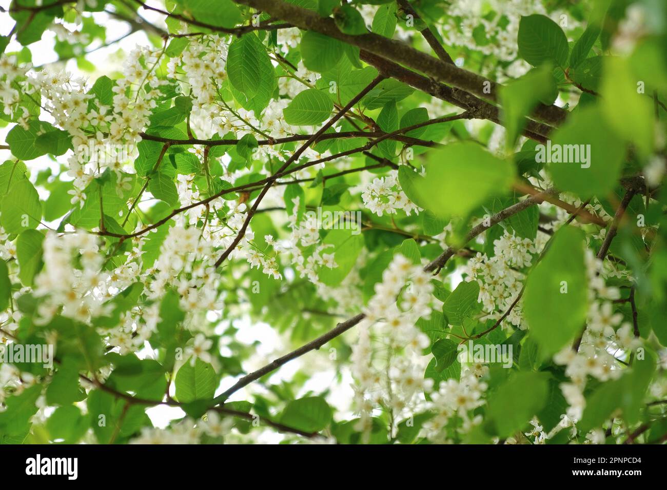 Bird-cherry tree in full bloom. Bird cherry flowers close up on blurred ...