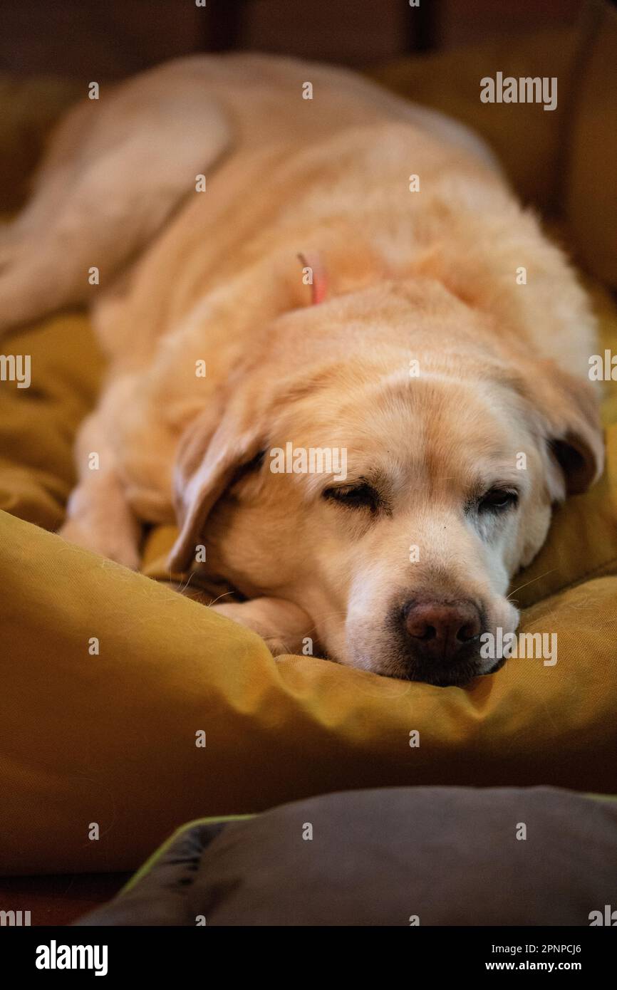 dog sleeping on the bed Stock Photo - Alamy