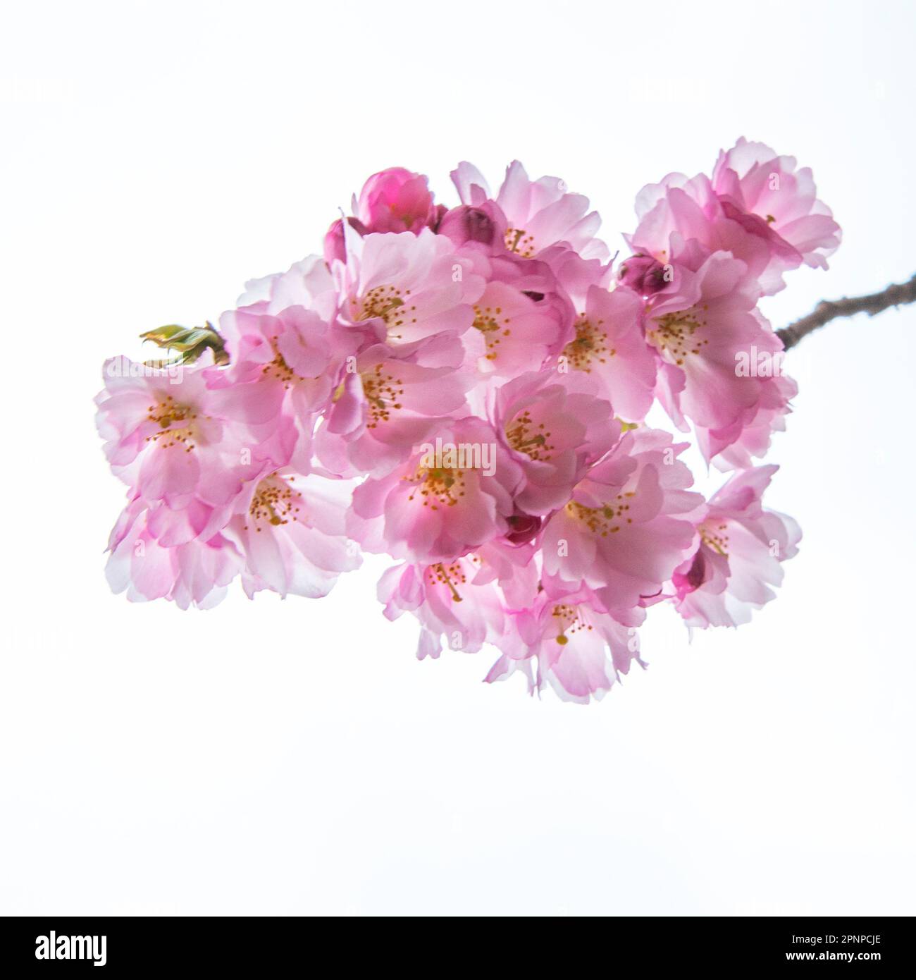 Spring hanami Cut Out Stock Images & Pictures - Alamy