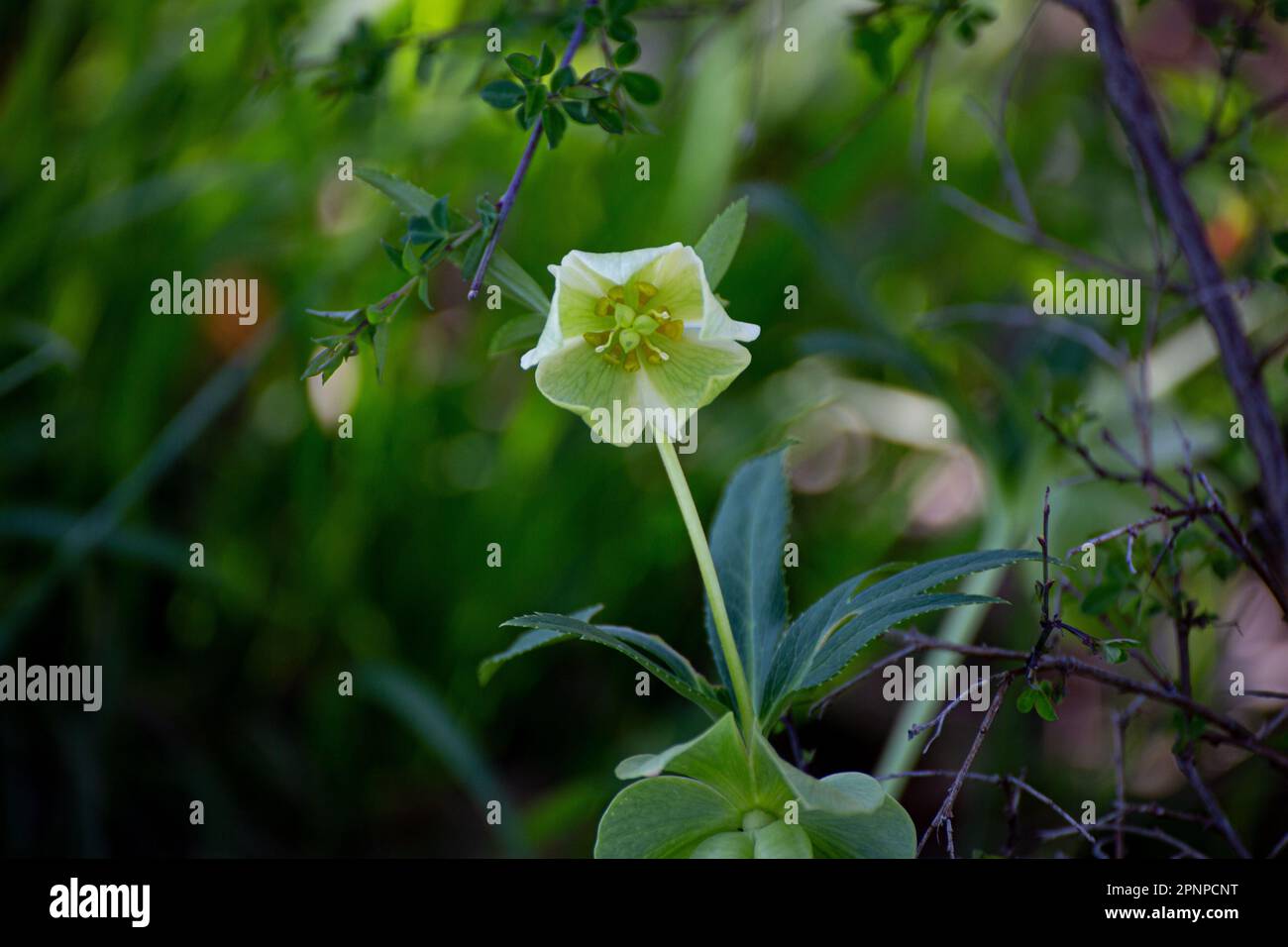 Wild hellebore flower hi-res stock photography and images - Alamy