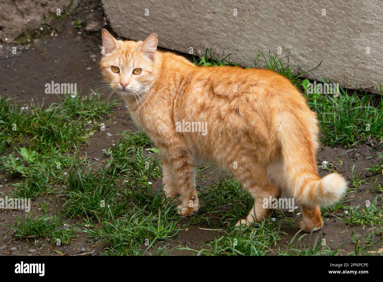 Ginger cat walking hi-res stock photography and images - Alamy