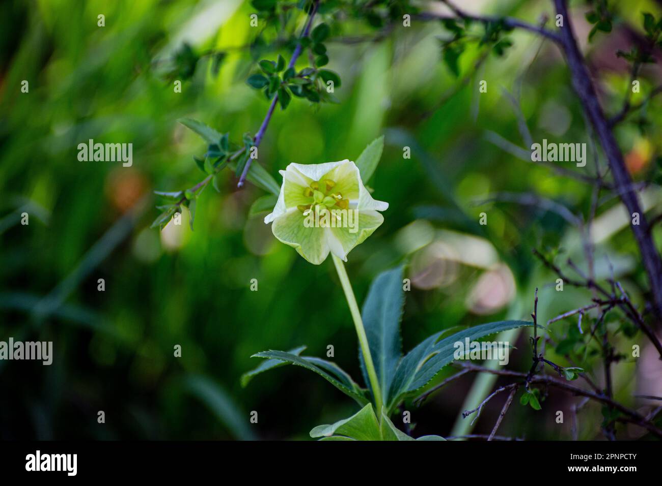 Wild hellebore flower hi-res stock photography and images - Alamy
