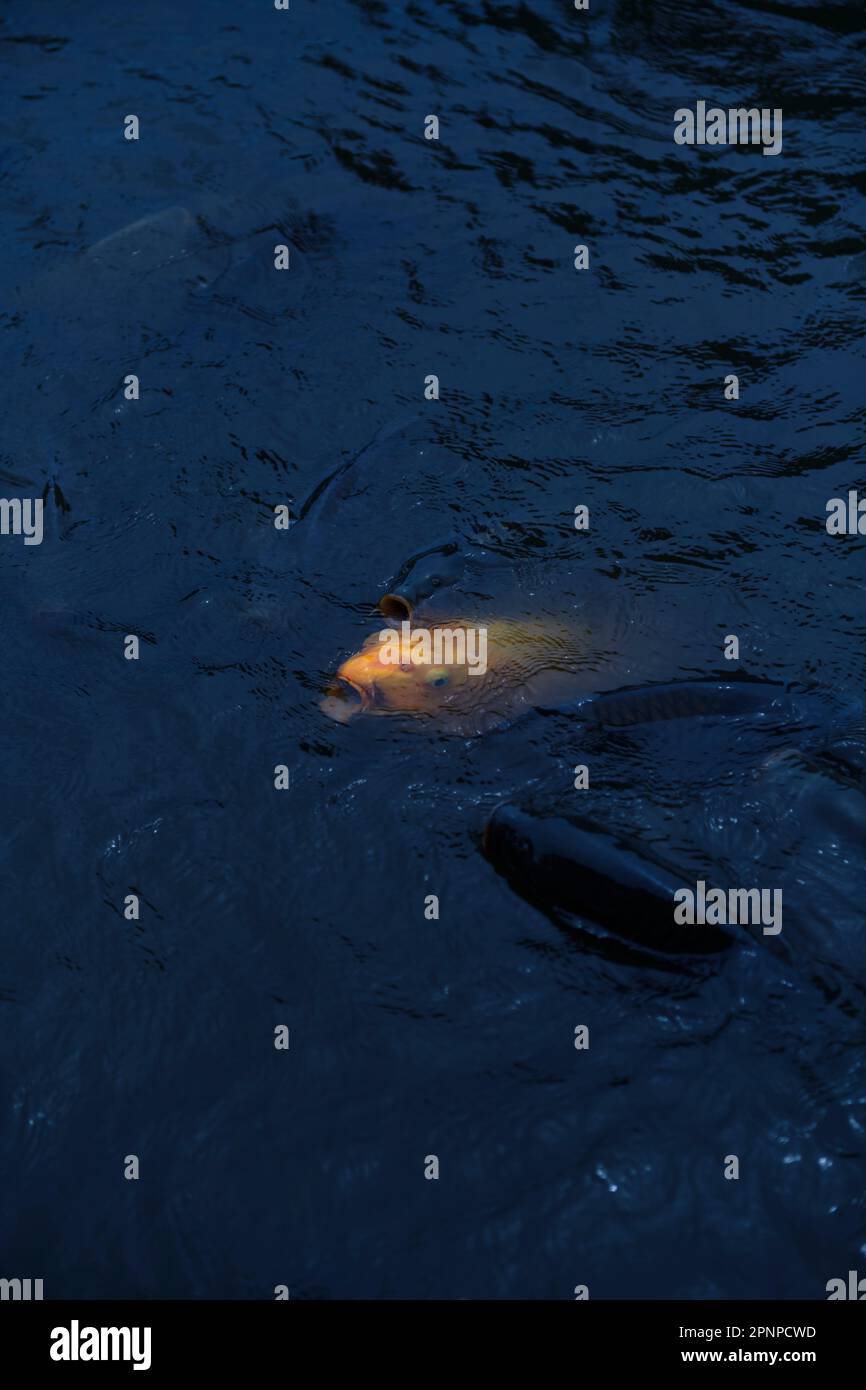 Carp fish pond in minimal hi-res stock photography and images - Alamy