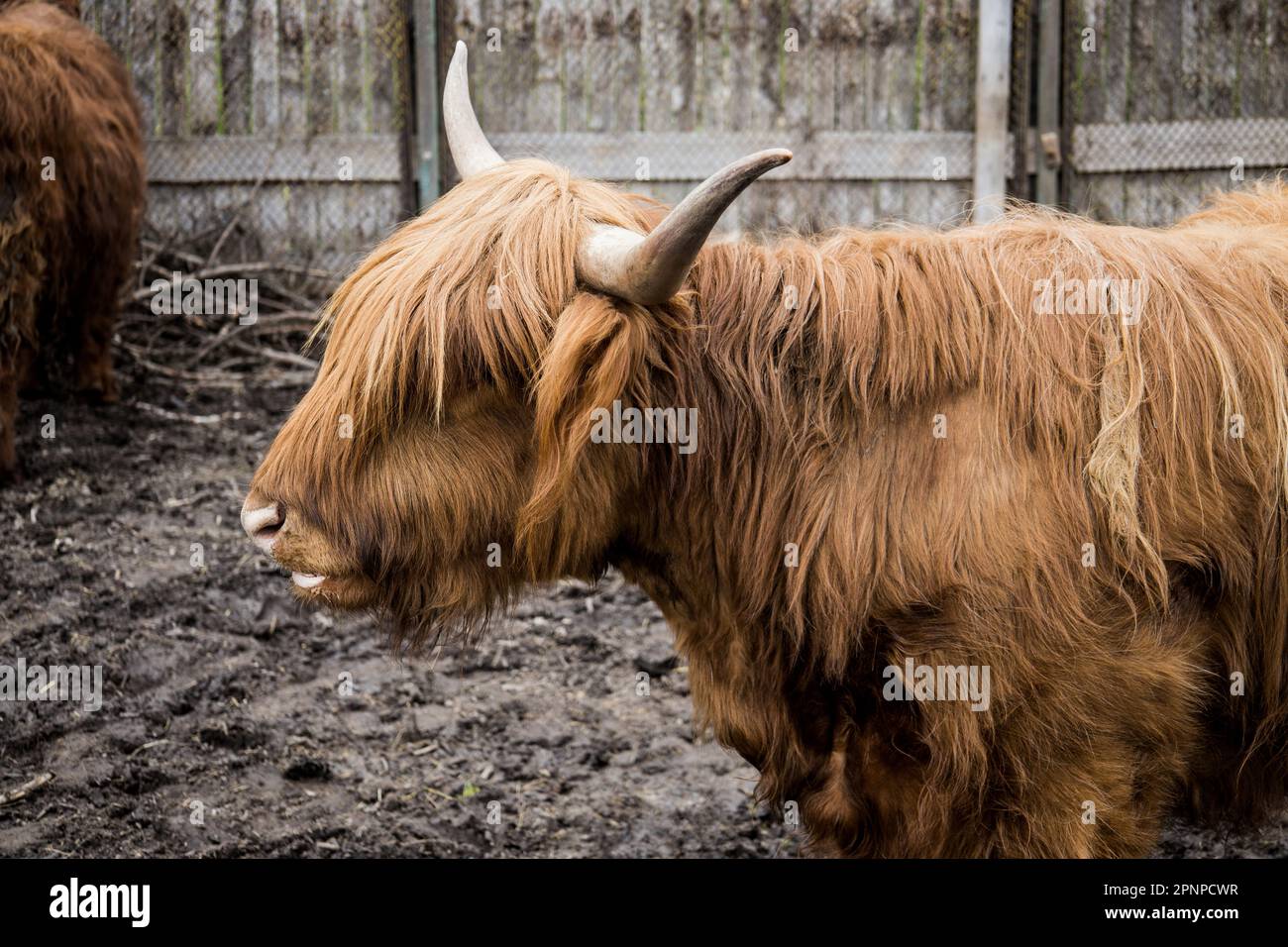 Beautiful horned Highland Cattle in autumn. Scottish highlander on the ...