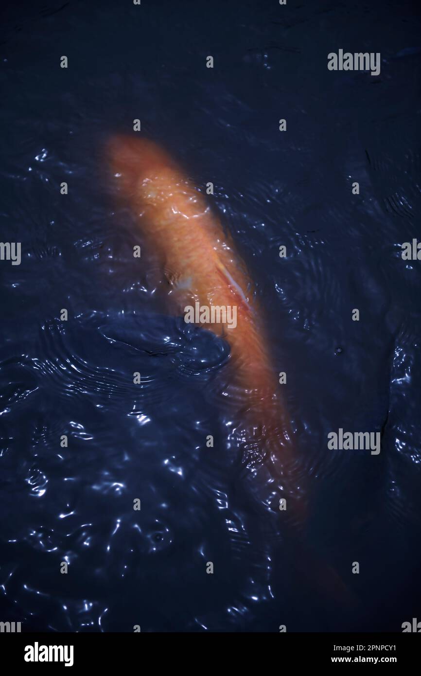 Red carp hi-res stock photography and images - Alamy