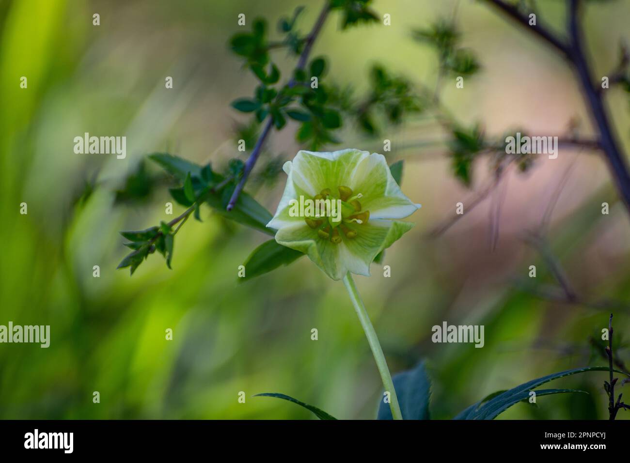 Wild hellebore flower hi-res stock photography and images - Alamy