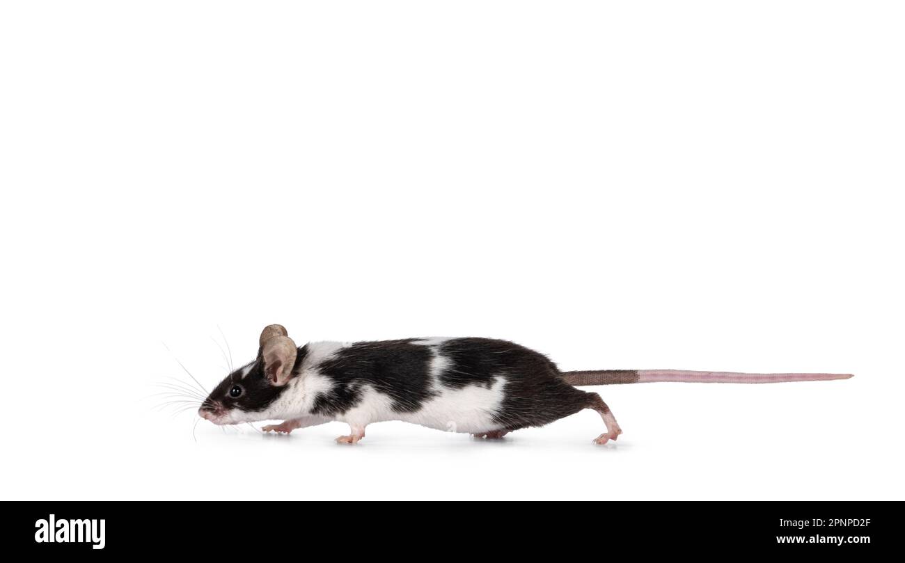 Cute black and white mouse, running side ways. Isolated on a white ...