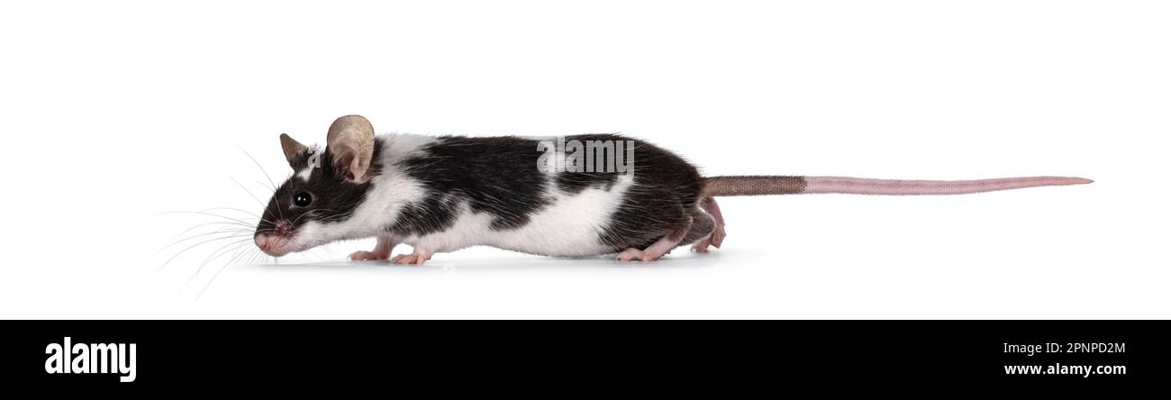 Cute black and white mouse, standing side ways. Isolated on a white ...