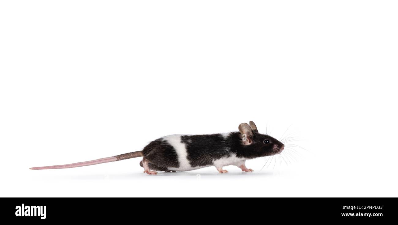 Cute black and white mouse, standing side ways. Isolated on a white ...